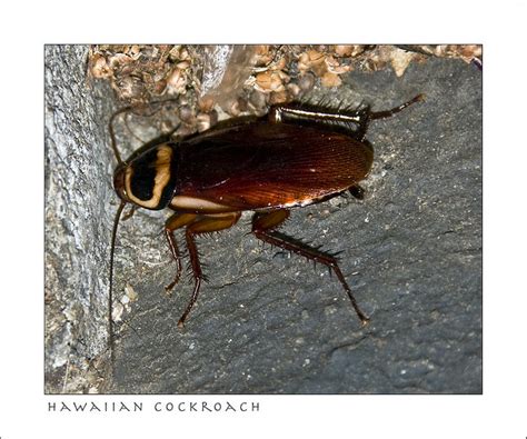 Hawaiian Cockroach Flickr Photo Sharing