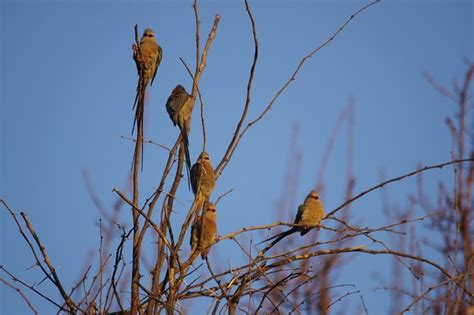 Baum Vogel Natur Kostenloses Foto Auf Pixabay Pixabay
