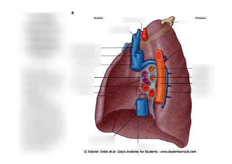 Major Structures Right Lung Diagram Quizlet