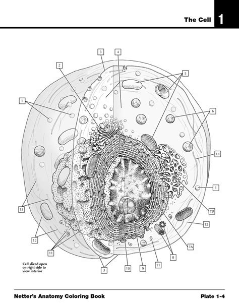 Cell Diagram Midterm Part 2 Diagram Quizlet