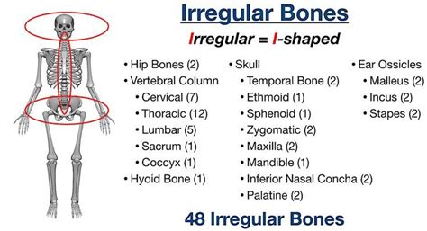 Skeletal System Anatomy Types Of Irregular Bones Notes Worksheet