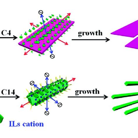 Schematic Crystal Growth Process Of Hydroxyapatite Nanoflakes And