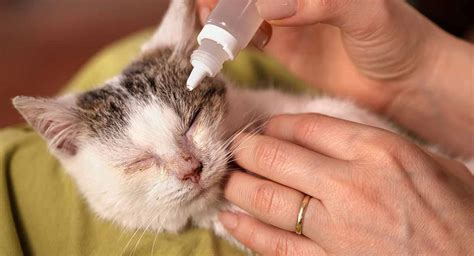 Intoxicación en gatos causas síntomas y tratamiento