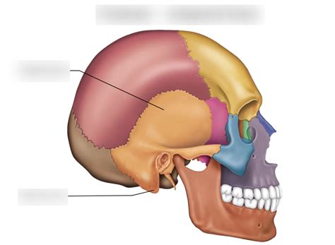 BSC 2085L Cranium Temporal Bone 2 Diagram Quizlet