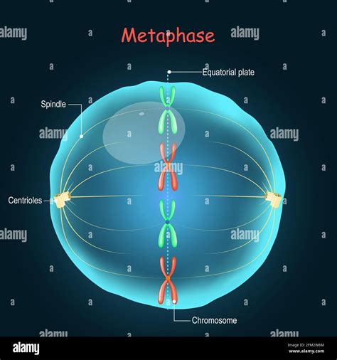 Metaphase Diagram Labeled