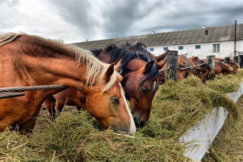 Grupo De Cavalos Do Puro sangue Que Comem O Feno Na Exploração Agrícola