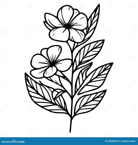 Realistic Catharanthus Flower Coloring Pages Madagascar Periwinkle
