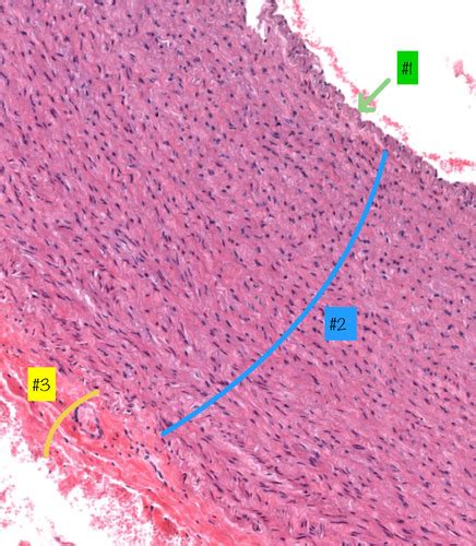 Histology Cardiovascular System Flashcards Quizlet