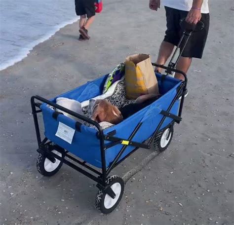 Despedidas Na Praia Fam Lia Leva Cachorro Em Seu Ltimo Dia De Vida