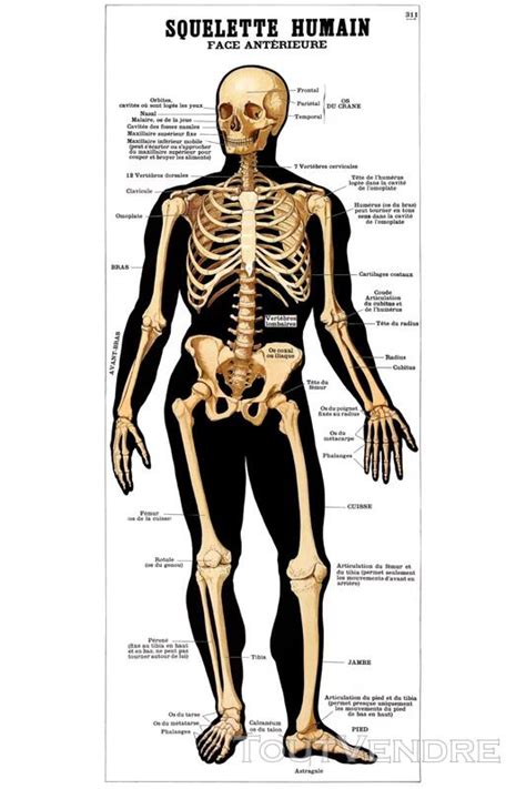 Affiche Vintage Scolaire Anatomie Squelette Humain Poste