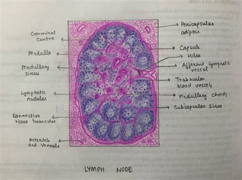 Lymph Node Histology Histology Slides Lymph Nodes Alice In Wonderland