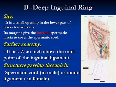 PPT Anterior Abdominal Wall PowerPoint Presentation ID 5490246