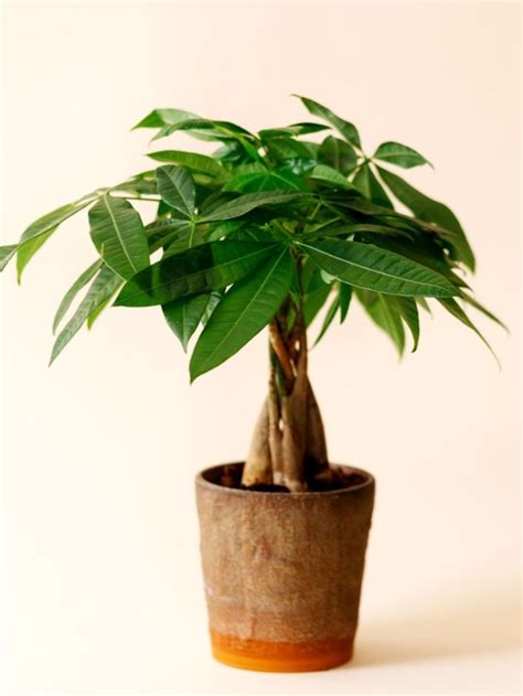 Cu Les Son Las Plantas Que Atraen El Dinero Seg N El Feng Shui