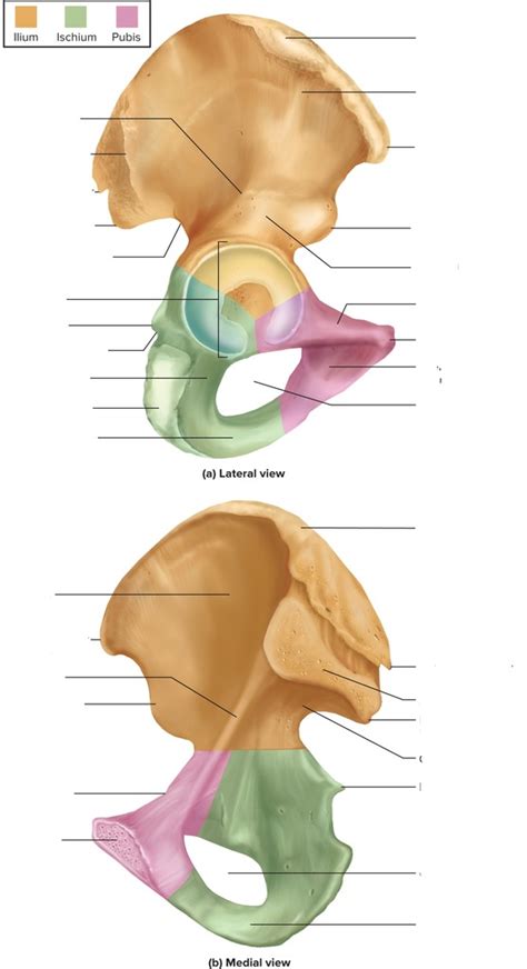 Pelvis Lateral View Diagram Quizlet