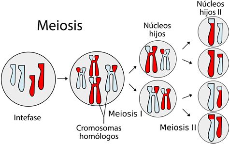 Qué diferencia mitosis y meiosis Curiosoando