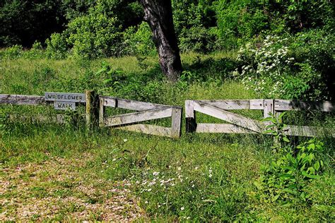 Wildflower Walk Photograph By David Byron Keener Fine Art America
