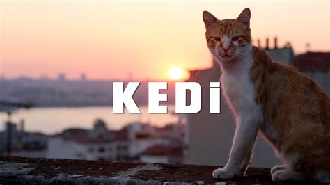 KEDI TRAILER 1 YouTube