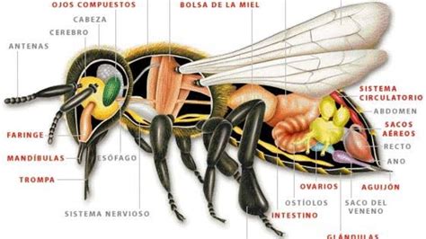 La Anatomia De Los Insectos Youtube