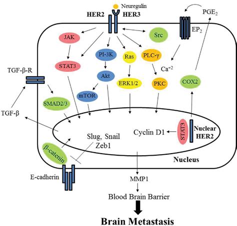 PDF EGFR And HER2 Signaling In Breast Cancer Brain Metastasis