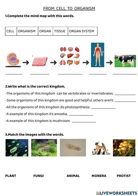 Protists Plant Fungus Organ System Invertebrates Photosynthesis
