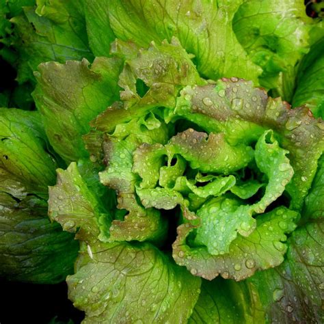 Lettuce Red Summercrisp Type Click Fork