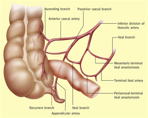 Anatomy Of The Caecum Appendix And Colon Surgery Oxford