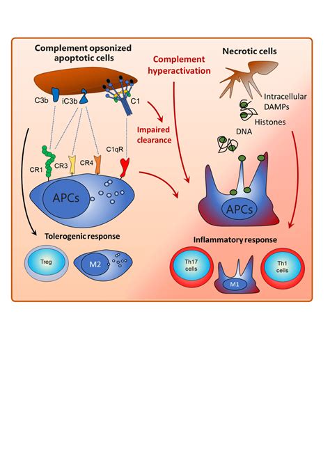 Using Complement Receptors CR1 CR3 And CR4 Antigen Presenting Cells