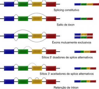 Splicing alternativo CriaçãoWiki a enciclopédia de ciência da criação