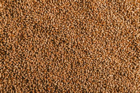 Qué factores debes tener en cuenta para elegir una buena variedad de