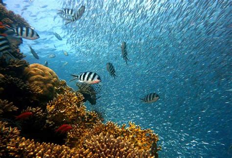 Día Mundial de los Océanos 2023 Planeta oceánico las corrientes