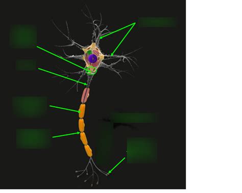 Multipolar Neuron Label Diagram Quizlet