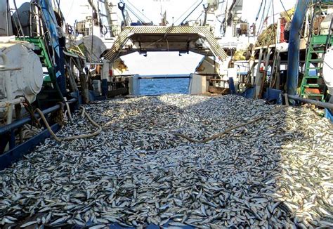 Pesca Illegale E A Strascico Dati Scioccanti Svelano Come Stiamo