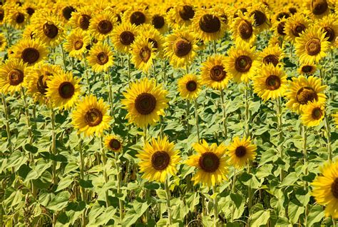 Girasoles Campo De Girasol Granja Foto Gratis En Pixabay Pixabay