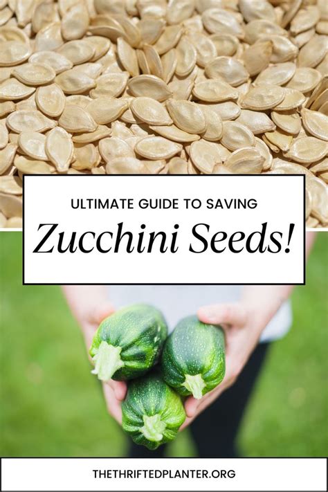 The Ultimate Guide To Saving Zucchini Seeds