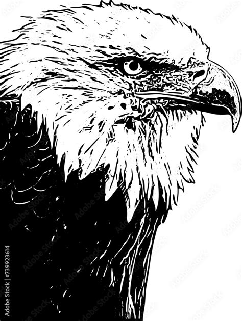 Vogel Vektor Zeichnung Konturen Adler Weißkopfseeadler handgezeichnet