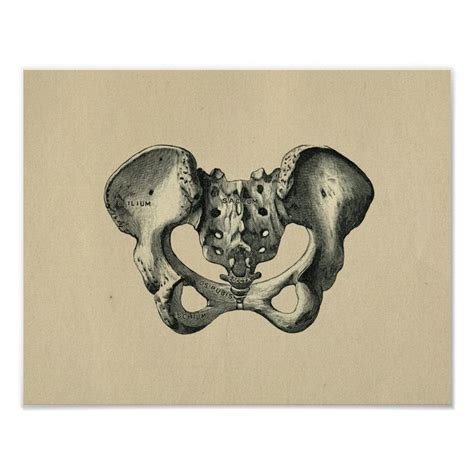 Human Pelvis Anatomy Vintage Print Zazzle Anatomie Humaine