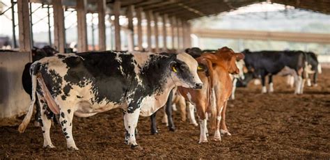 Brasil Suspende Exporta Es De Carne Bovina China Devido A Caso De