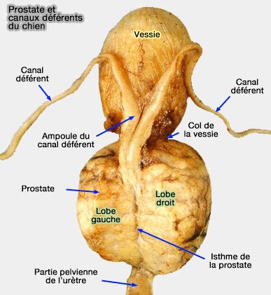 Conduit Déférent canal deferent ductus deferens