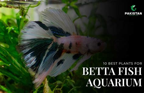10 Best Plants For Betta Fish Aquarium