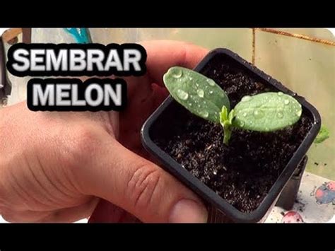 Descubre cuándo y cómo sembrar los melones Una guía completa para