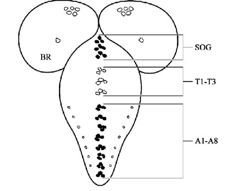 Diagrammatic Representation Of Neurons Displaying Only Tyramine Like