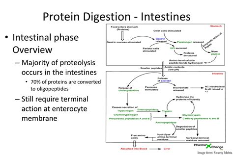 PPT Protein Digestion And Absorption PowerPoint Presentation Free