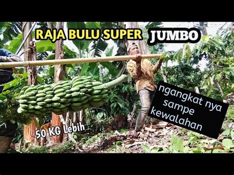 Panen Raja Bulu Super Part Youtube