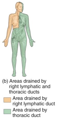 Unit 6 Lymphatic System Flashcards Quizlet
