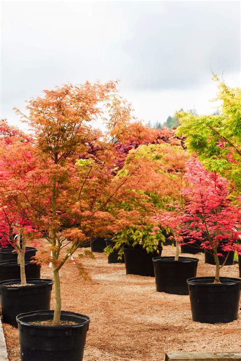 Árboles en maceta una buena solución para terrazas y patios