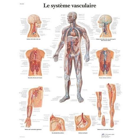 Planche anatomique du système vasculaire 50 x 67 cm VR2353L à 24 20