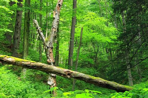 Imagen gratis madera árbol hoja naturaleza paisaje medio ambiente