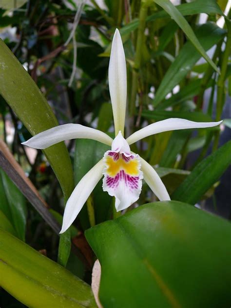 Cattleya Iricolor Par Gil Cattleya Iricolor Par Gil Flickr