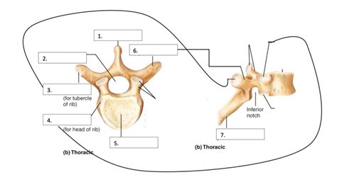 Thoracic Labeling Diagram Quizlet