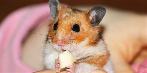 Los hámsters pueden comer queso Guía 2024